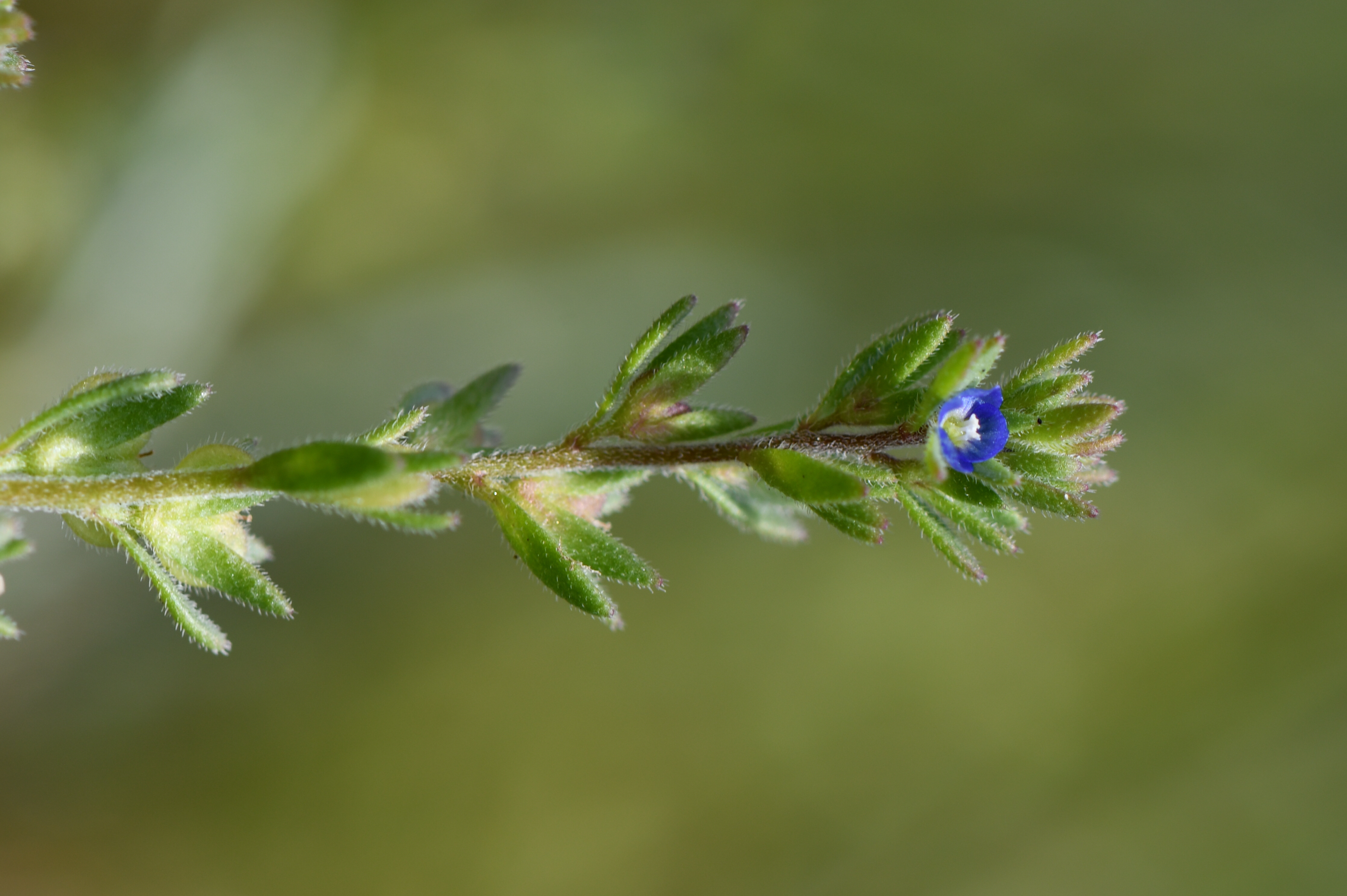 Veronica verna L.